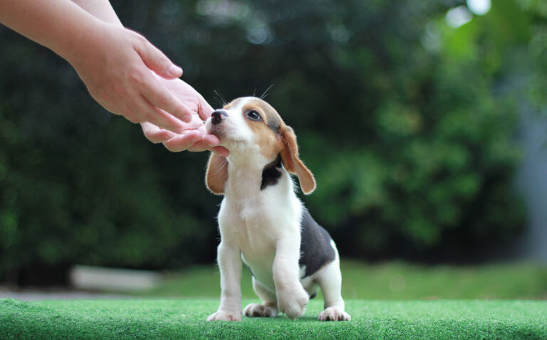 Tips for First Time Puppy Owners - Room For Paws Pet Resort