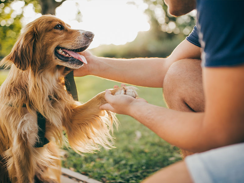 Puppy Training - Dog Training Classes in Stamford, CT | Room for Paws ...